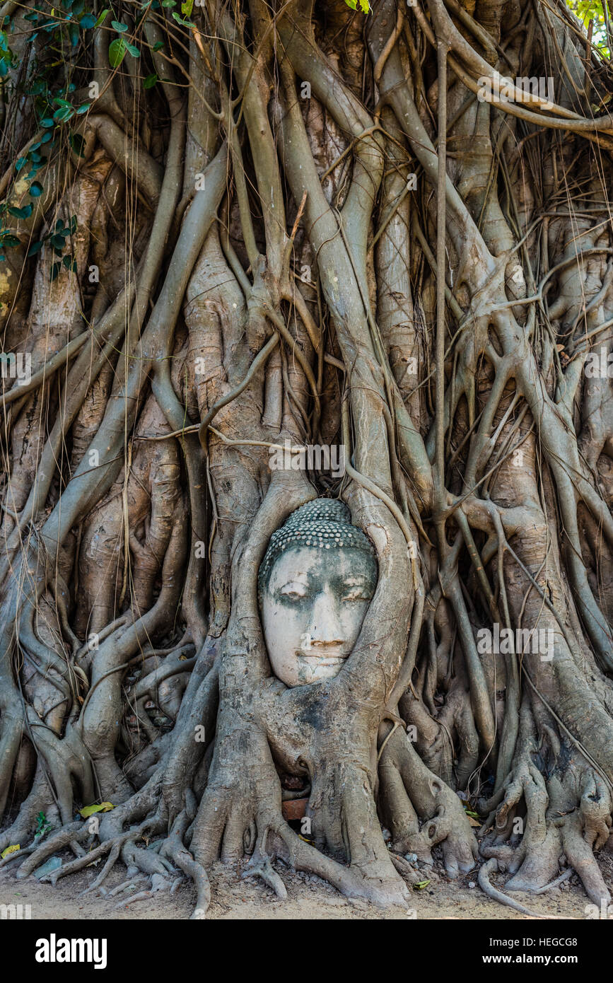 Buddha Head in banyan tree roots Wat Mahatha Ayutthaya Bangkok Thailand ...