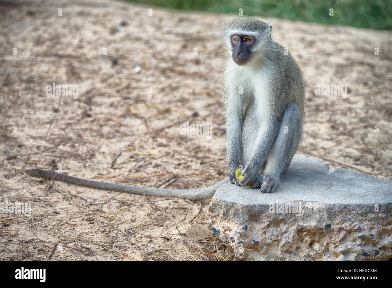 blur in south africa kruger wildlife nature reserve and wild monkey ...