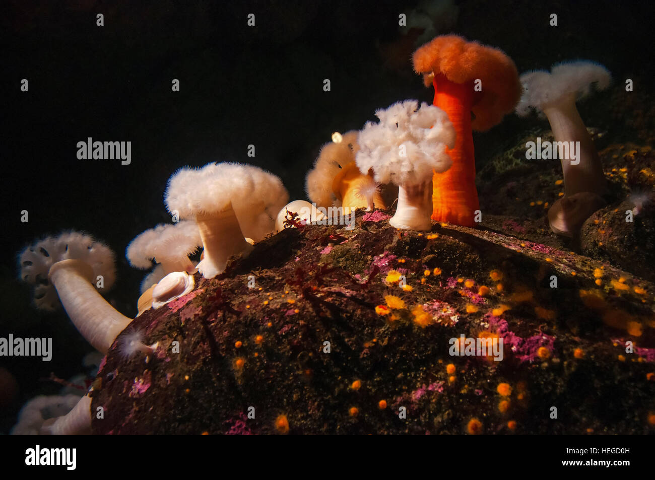 Underwater shoot of vivid bottom ocean creatures Stock Photo - Alamy