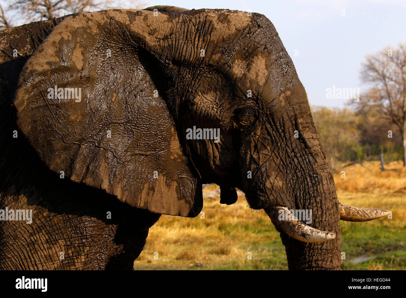 Matriarch African elephant with her cute baby & the rest of the herd in ...