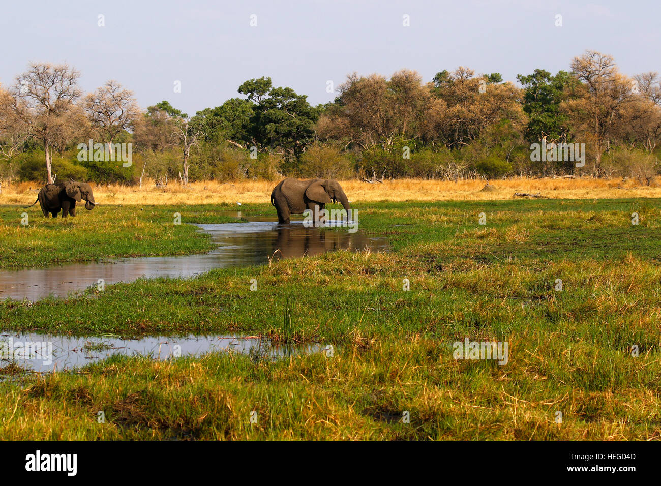 Matriarch African elephant with her cute baby & the rest of the herd in ...