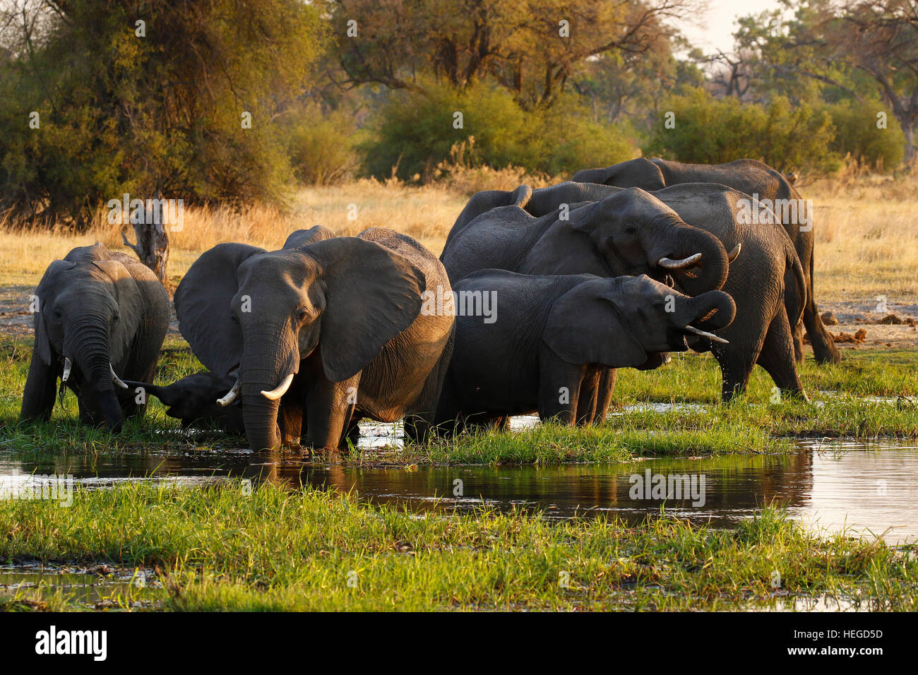 Matriarch African elephant with her cute baby & the rest of the herd in ...
