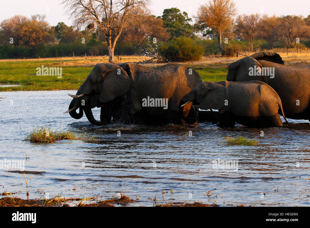 Matriarch African elephant with her cute baby & the rest of the herd in ...