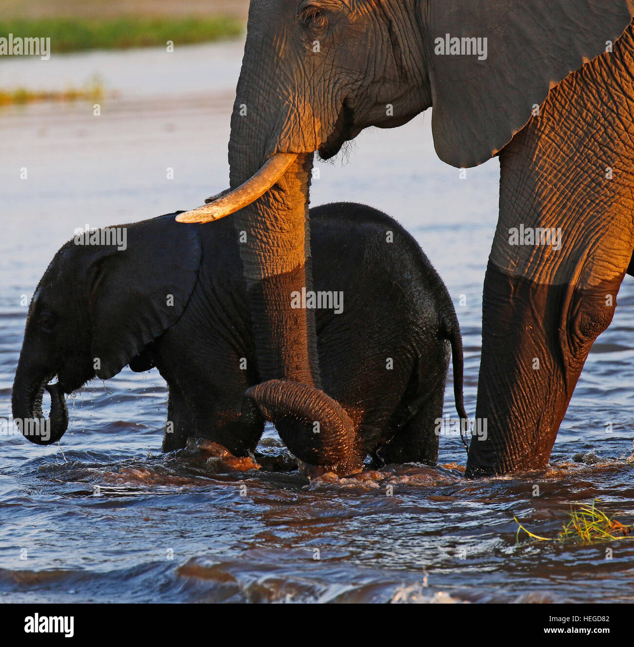 Matriarch African elephant with her cute baby & the rest of the herd in ...