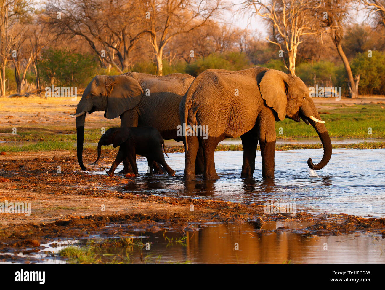 Matriarch African elephant with her cute baby & the rest of the herd in ...