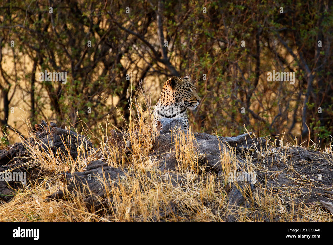 Leopard killing impala hi-res stock photography and images - Alamy