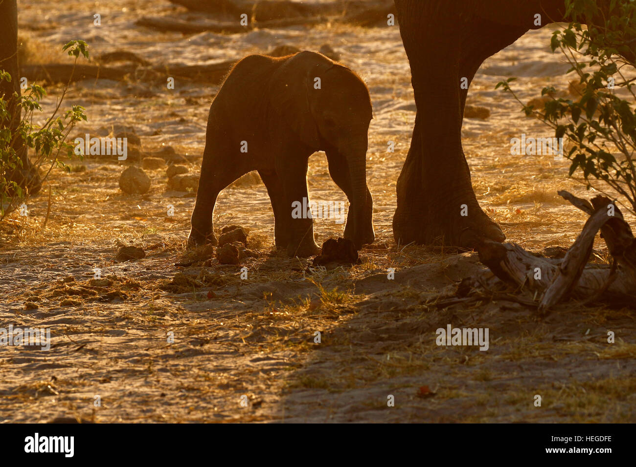 Matriarch African elephant with her cute baby & the rest of the herd in ...