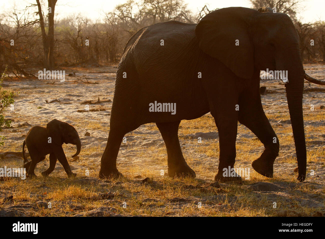 Matriarch African elephant with her cute baby & the rest of the herd in ...