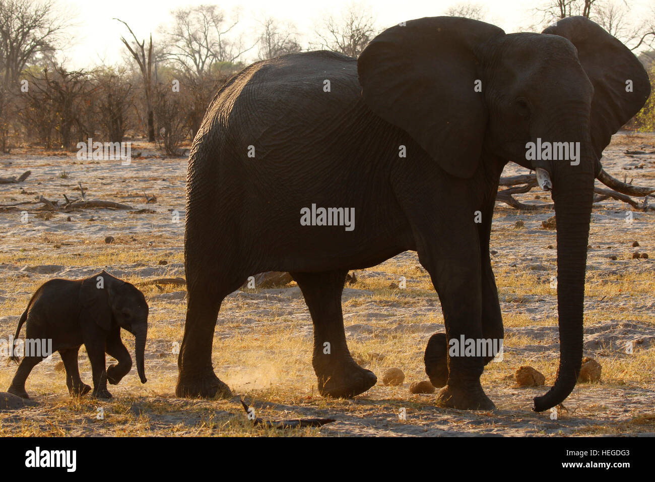 Matriarch African elephant with her cute baby & the rest of the herd in ...