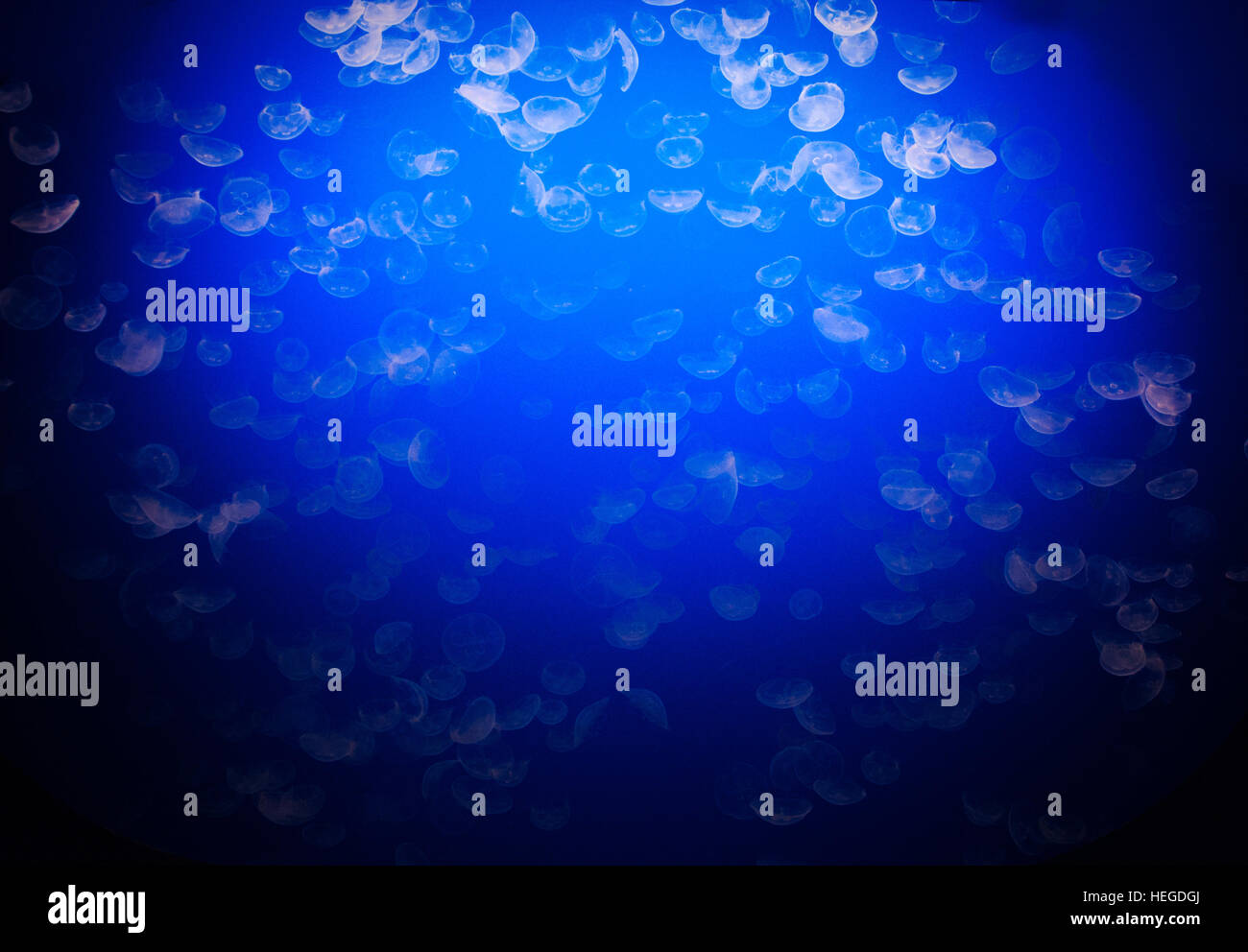 Moon jelly fish hi-res stock photography and images - Alamy