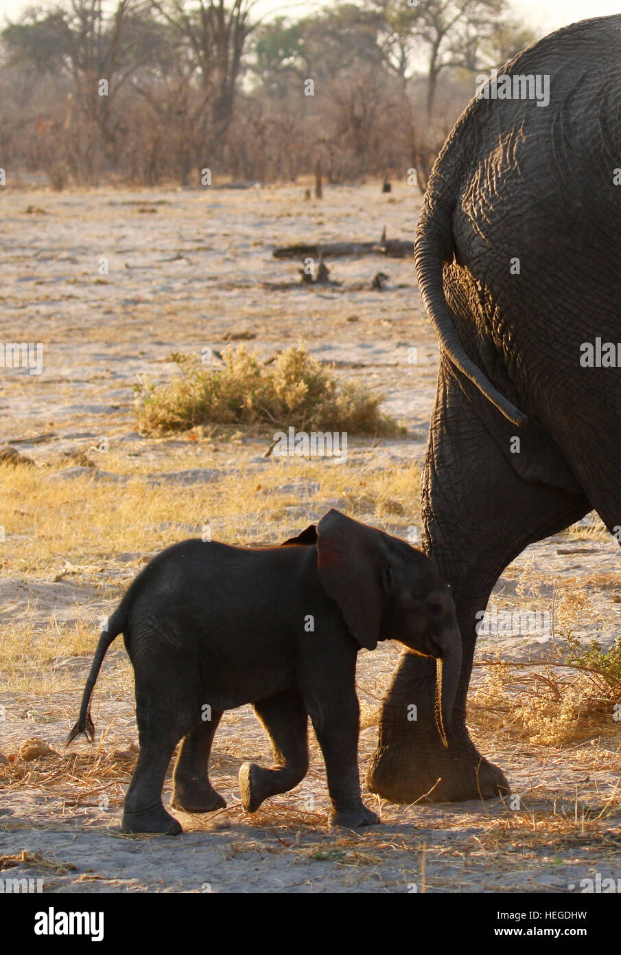 Matriarch African elephant with her cute baby & the rest of the herd in ...