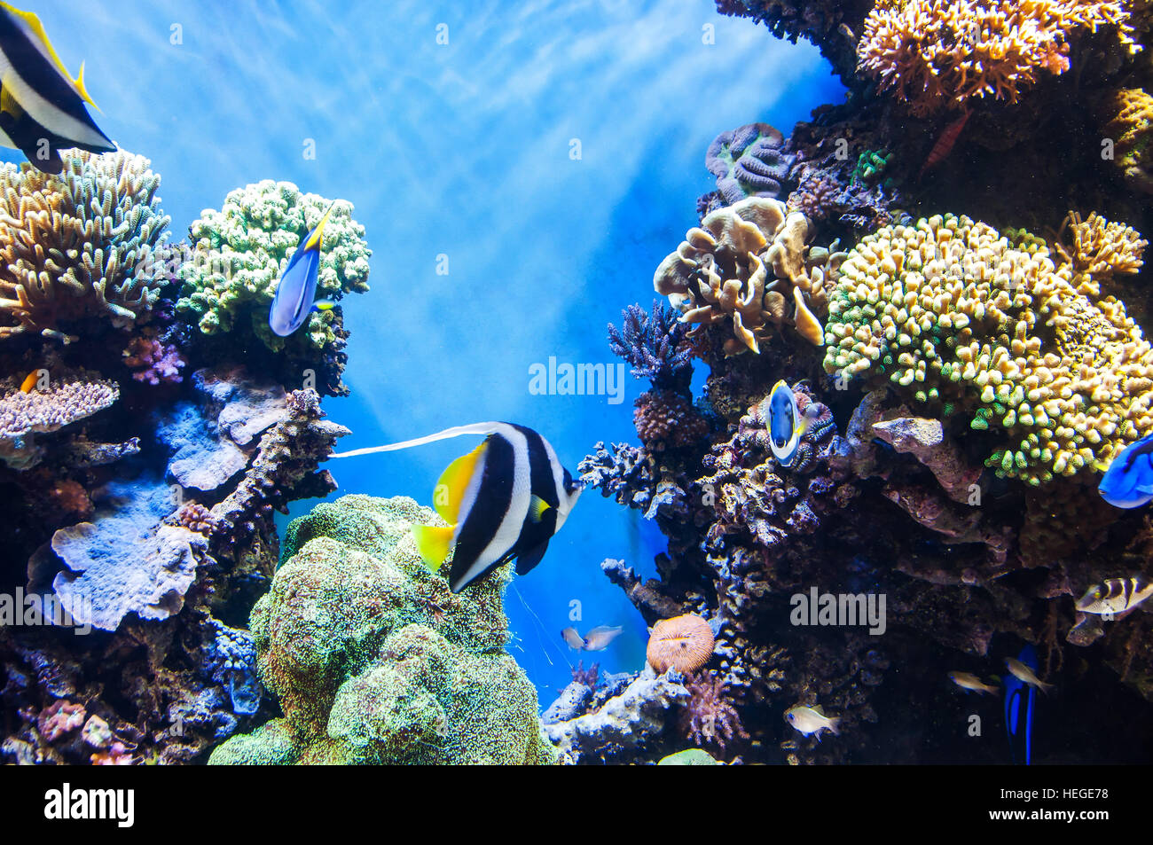 Tropical fishes on the coral reef Stock Photo - Alamy