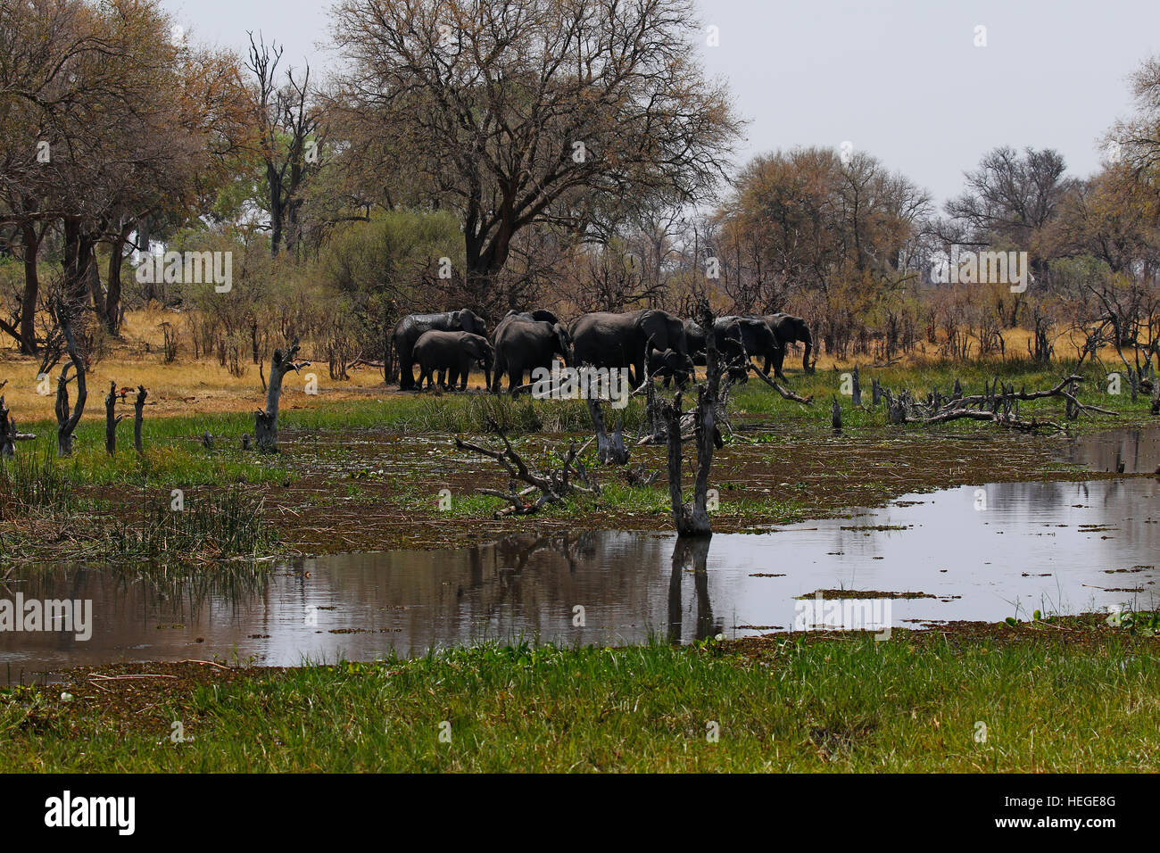 Matriarch African elephant with her cute baby & the rest of the herd in ...