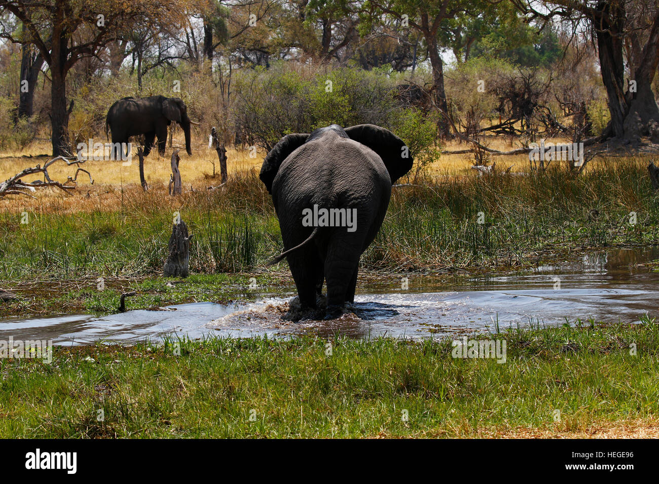 Matriarch African elephant with her cute baby & the rest of the herd in ...