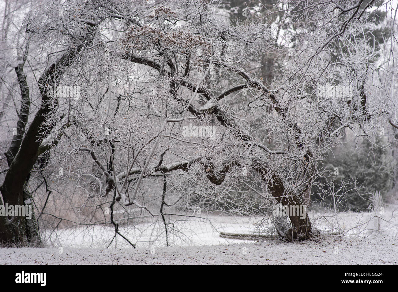 Winter nature in Vienna botanical garden Stock Photo - Alamy