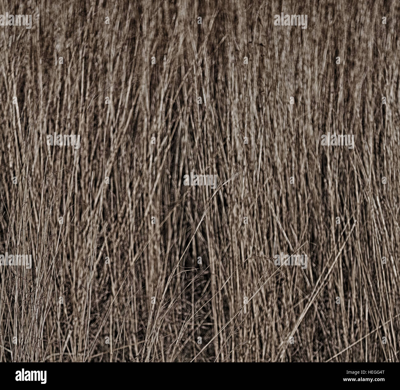 blur in south africa abstract grass like background texture Stock Photo ...