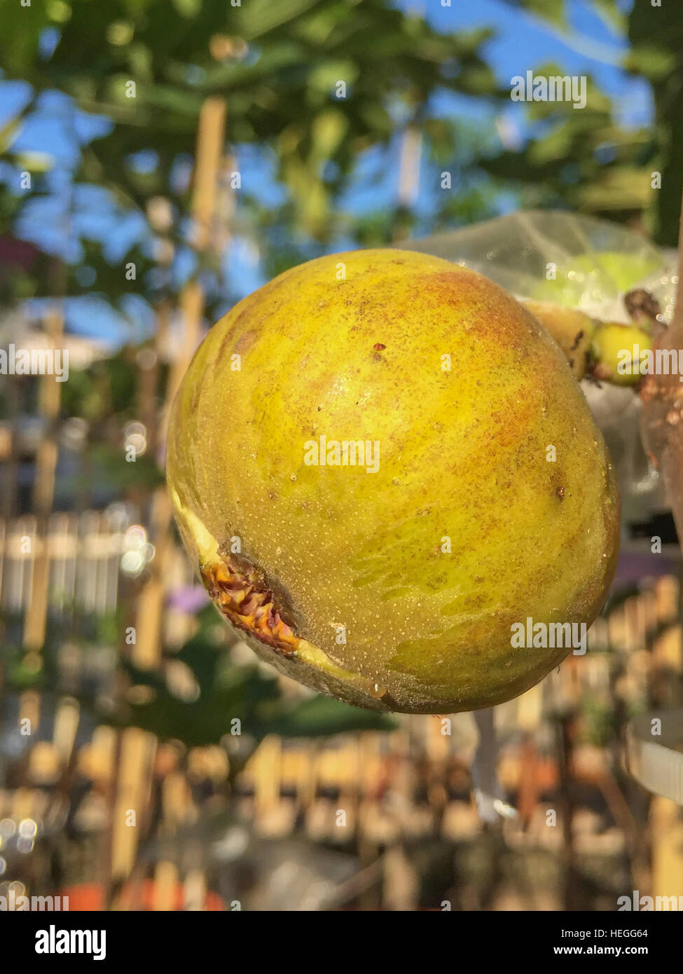 Closeup and selective focus ripe Fig or Ficus Carica named Bordissot ...