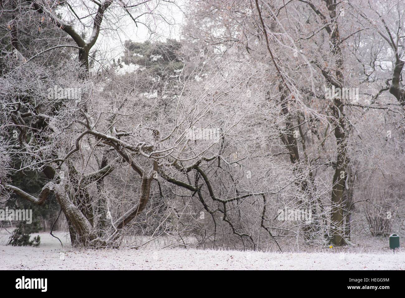 Winter nature in Vienna botanical garden Stock Photo - Alamy