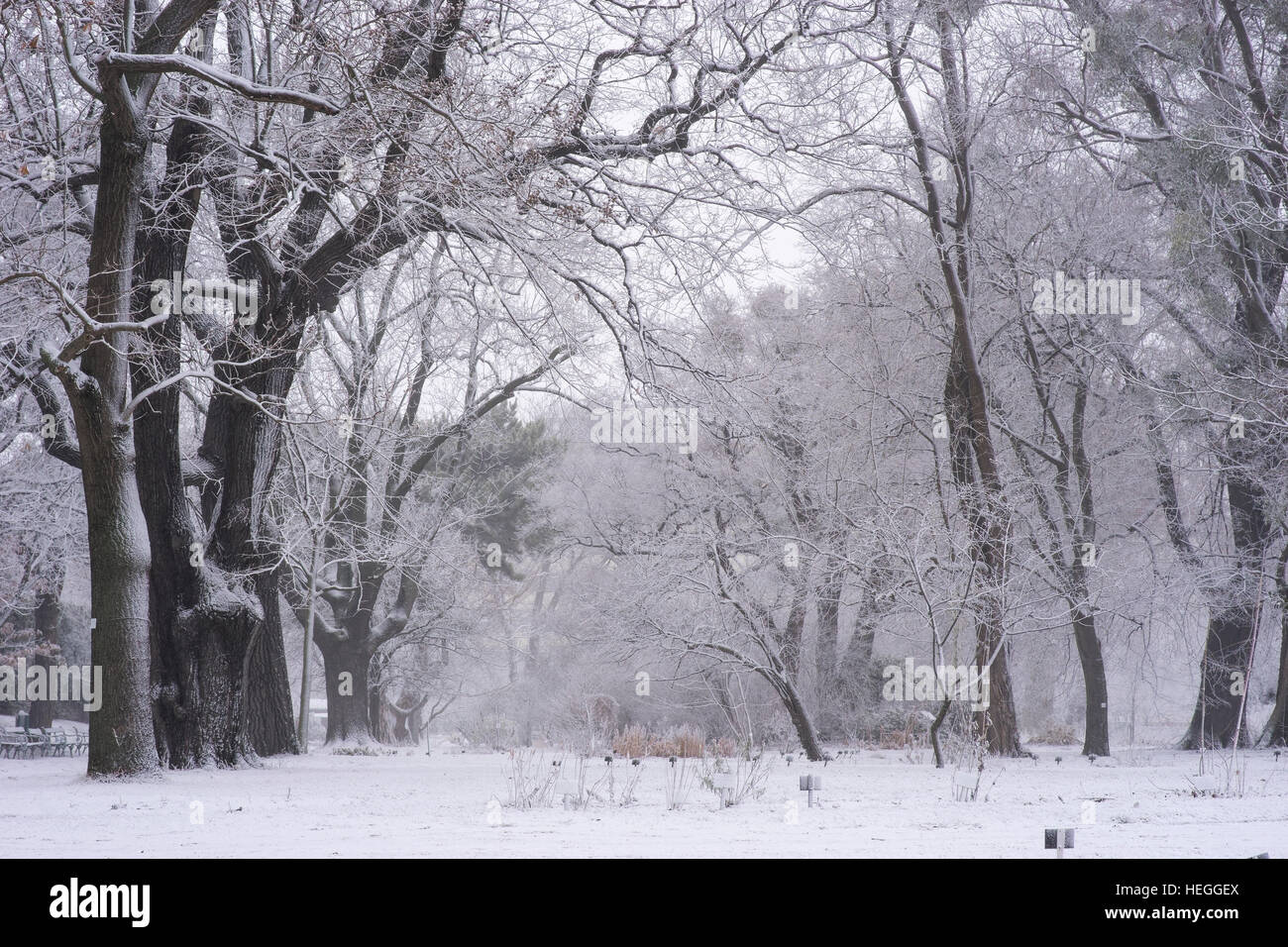 Winter nature in Vienna botanical garden Stock Photo - Alamy