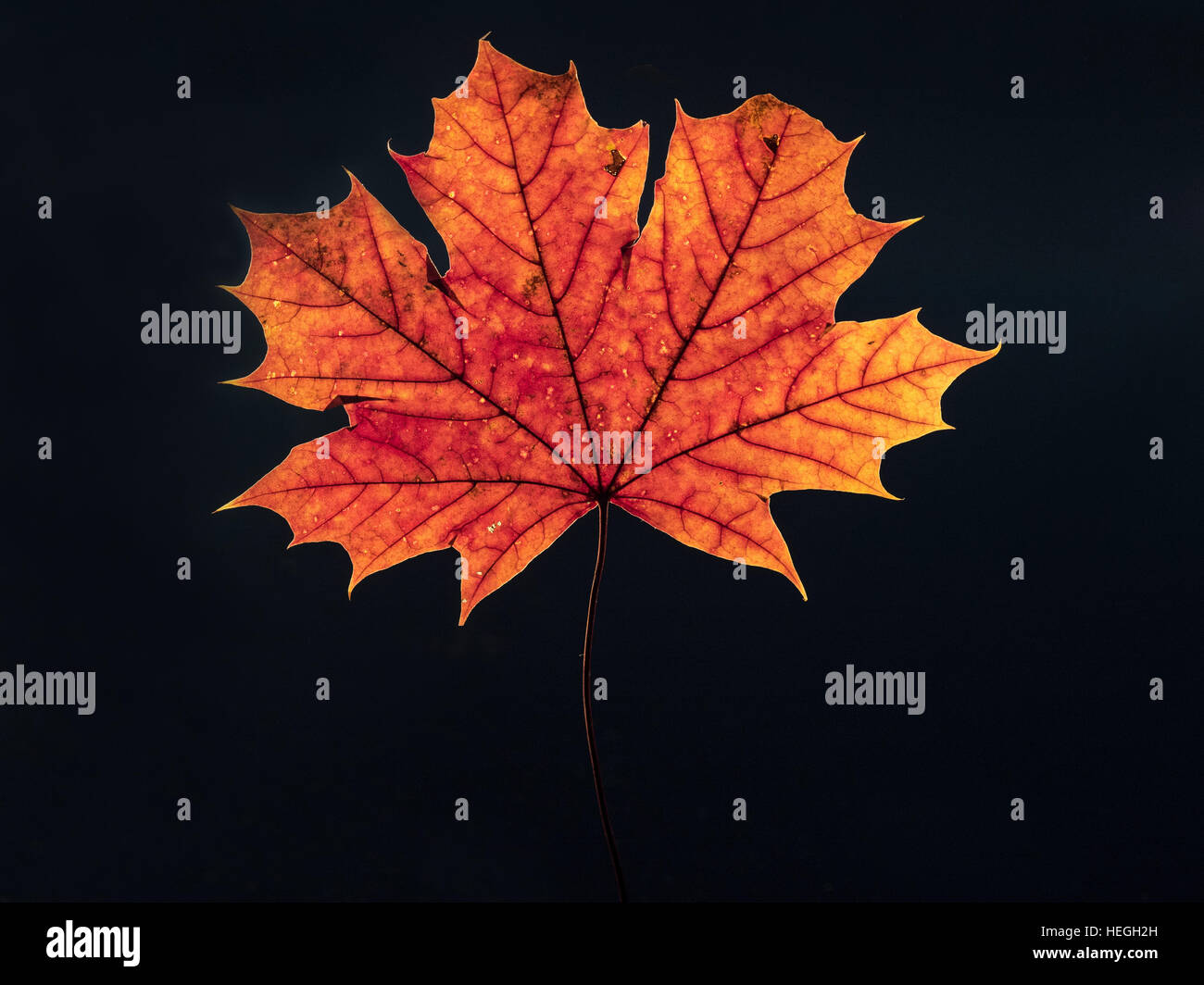 Fiery autumn hi-res stock photography and images - Alamy