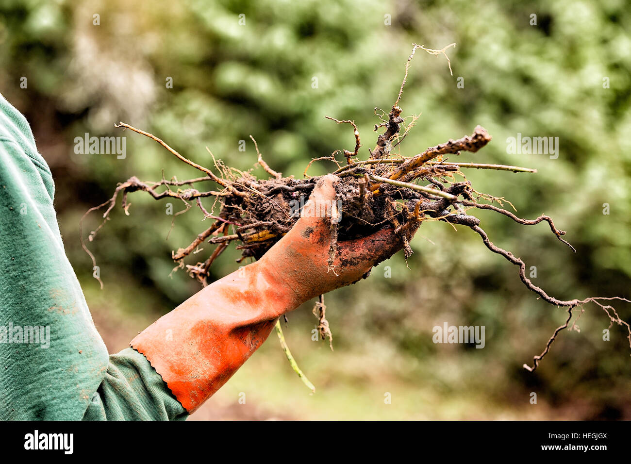 Green grass showing roots hi-res stock photography and images - Alamy