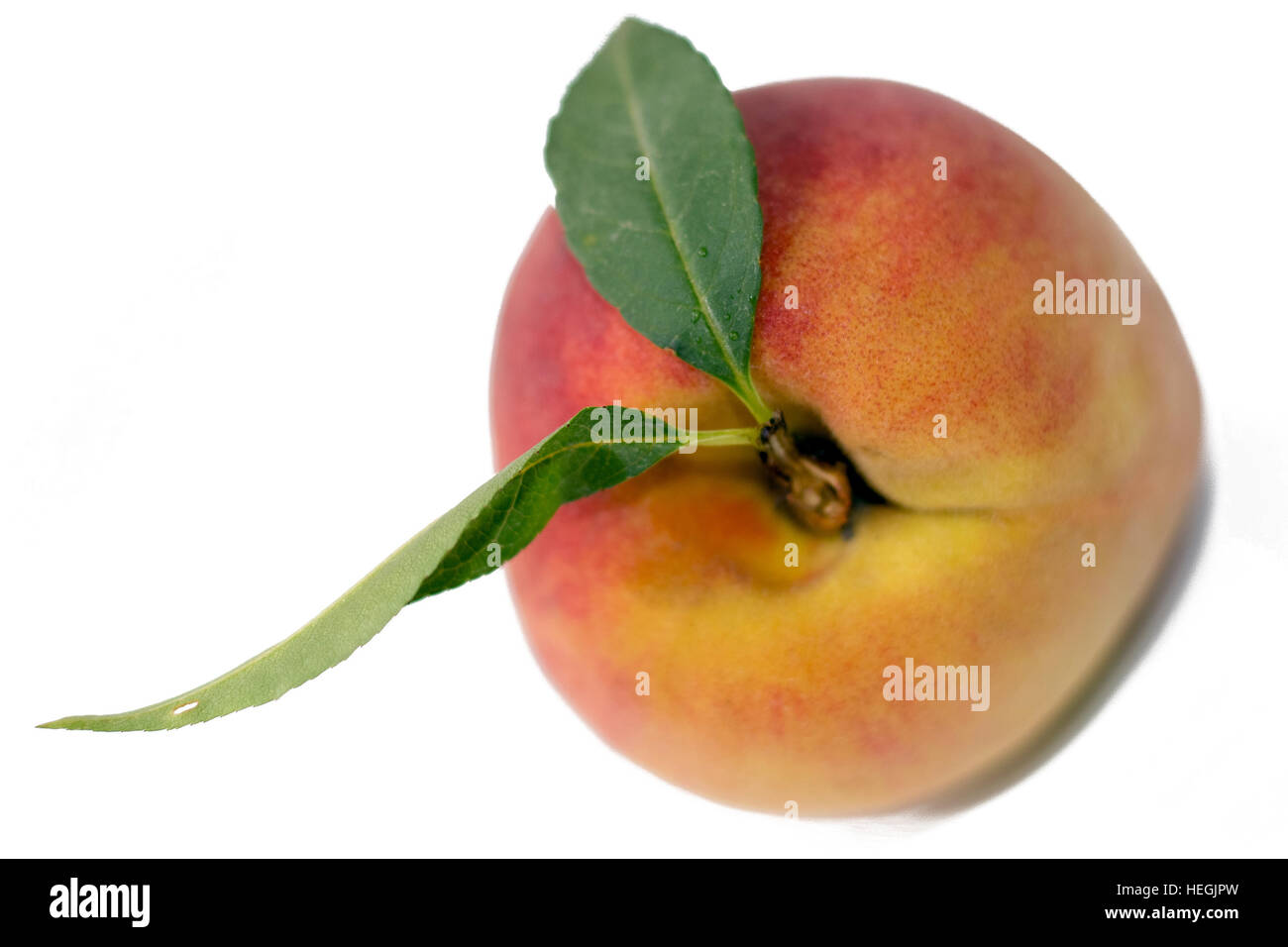 A delicious peach (Prunus persica) an juicy fruit also called nectarine ...