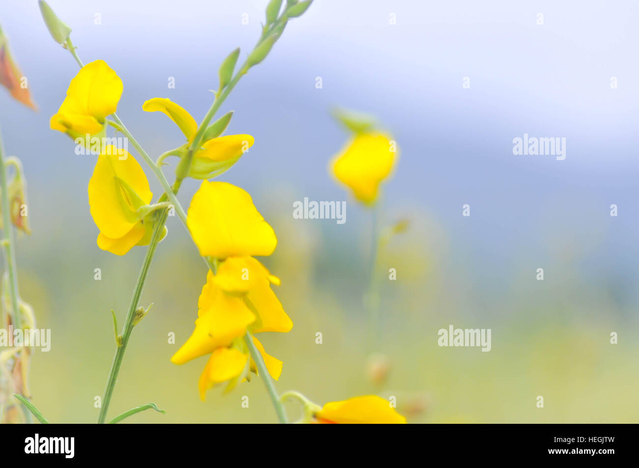 Crotalaria juncea ,Indian hemp or Madras hemp plant Stock Photo - Alamy