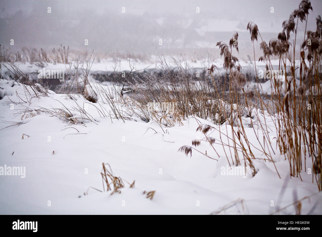 Snow and frost on cane and grass on a frozen misty river. Overcast ...