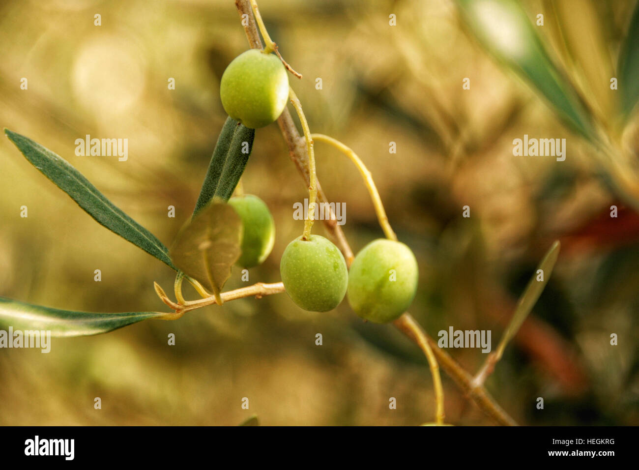 Fresh green olives hanging on hi-res stock photography and images - Alamy