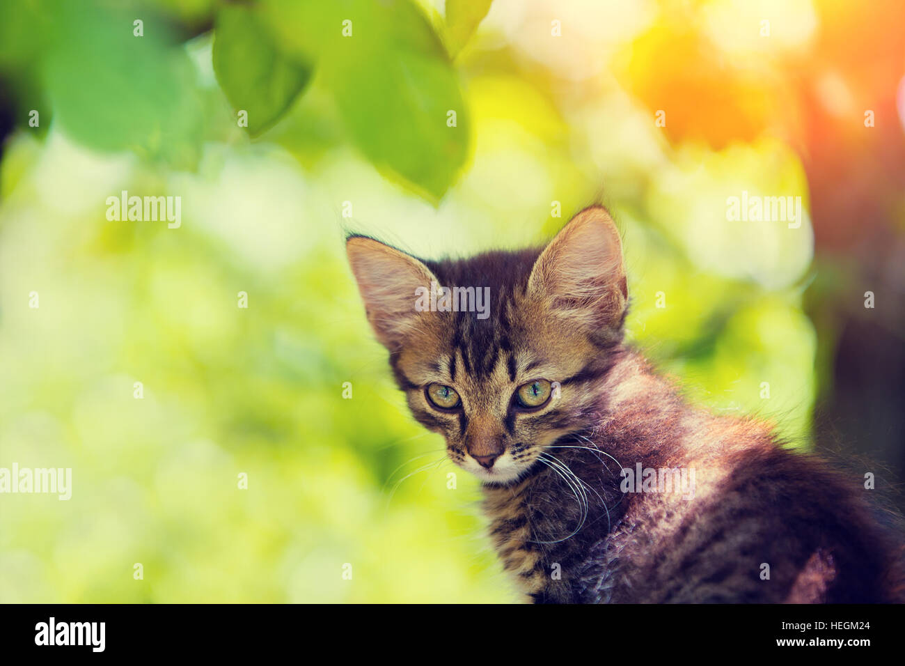 Cat sitting in sunset hi-res stock photography and images - Alamy