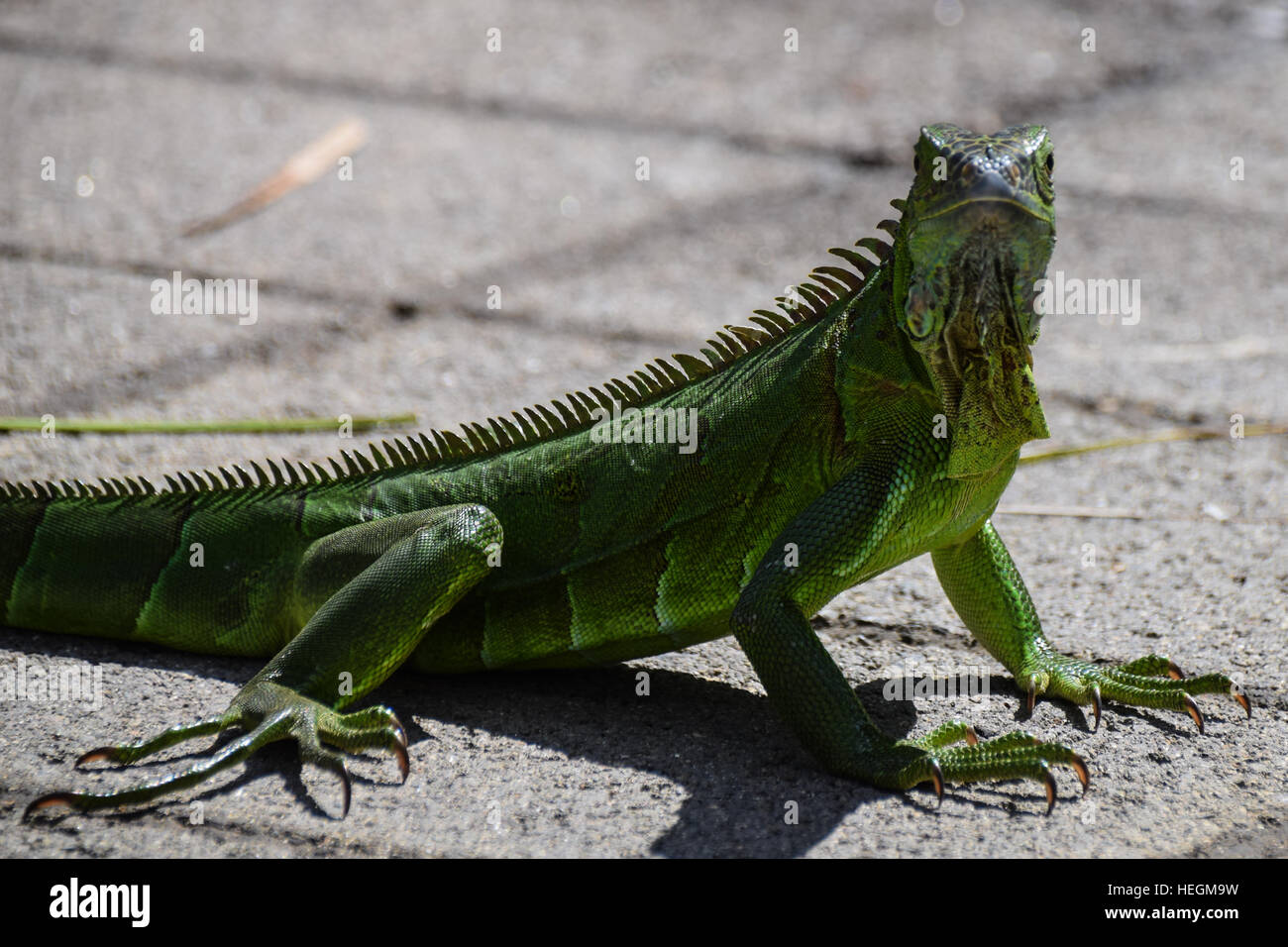 Neon green lizard hi-res stock photography and images - Alamy