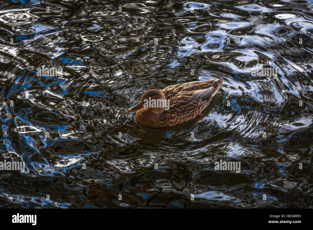 Pattern duck hi-res stock photography and images - Alamy