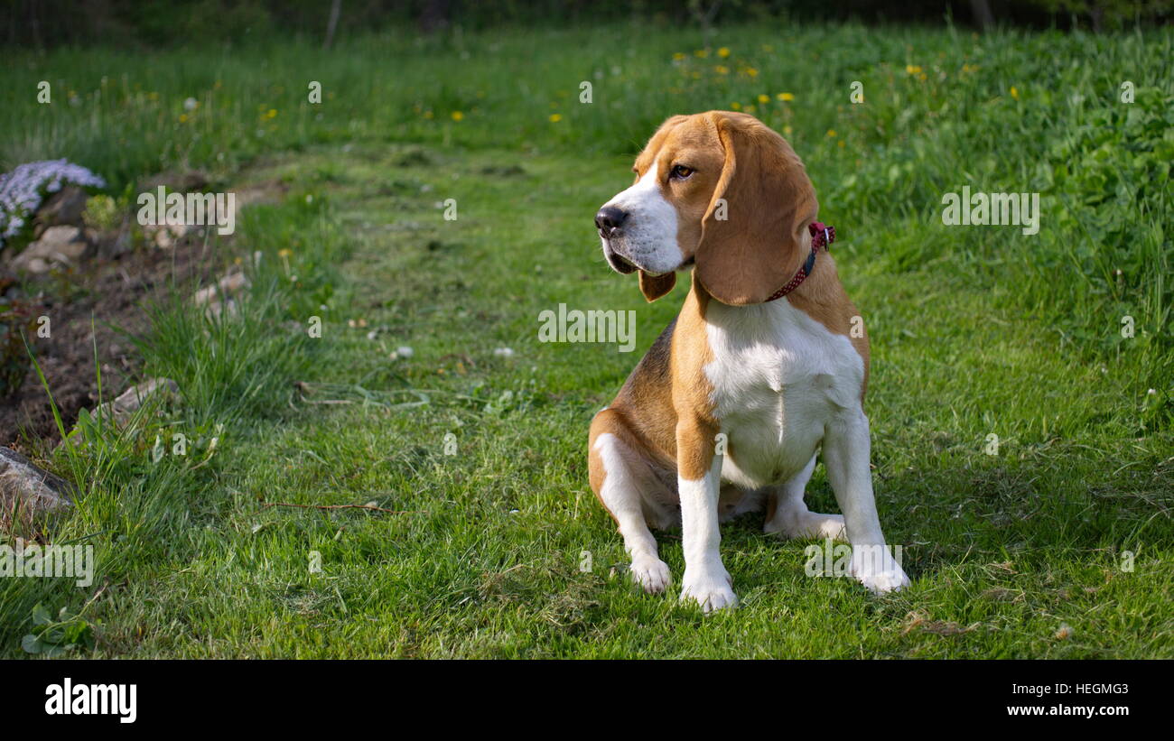 Beagle dog sitting hi-res stock photography and images - Alamy