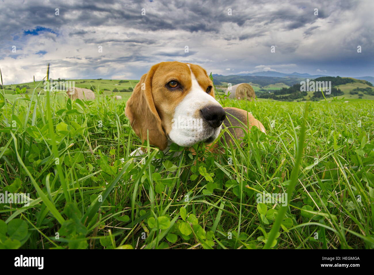 Beagle dog in the field Stock Photo - Alamy
