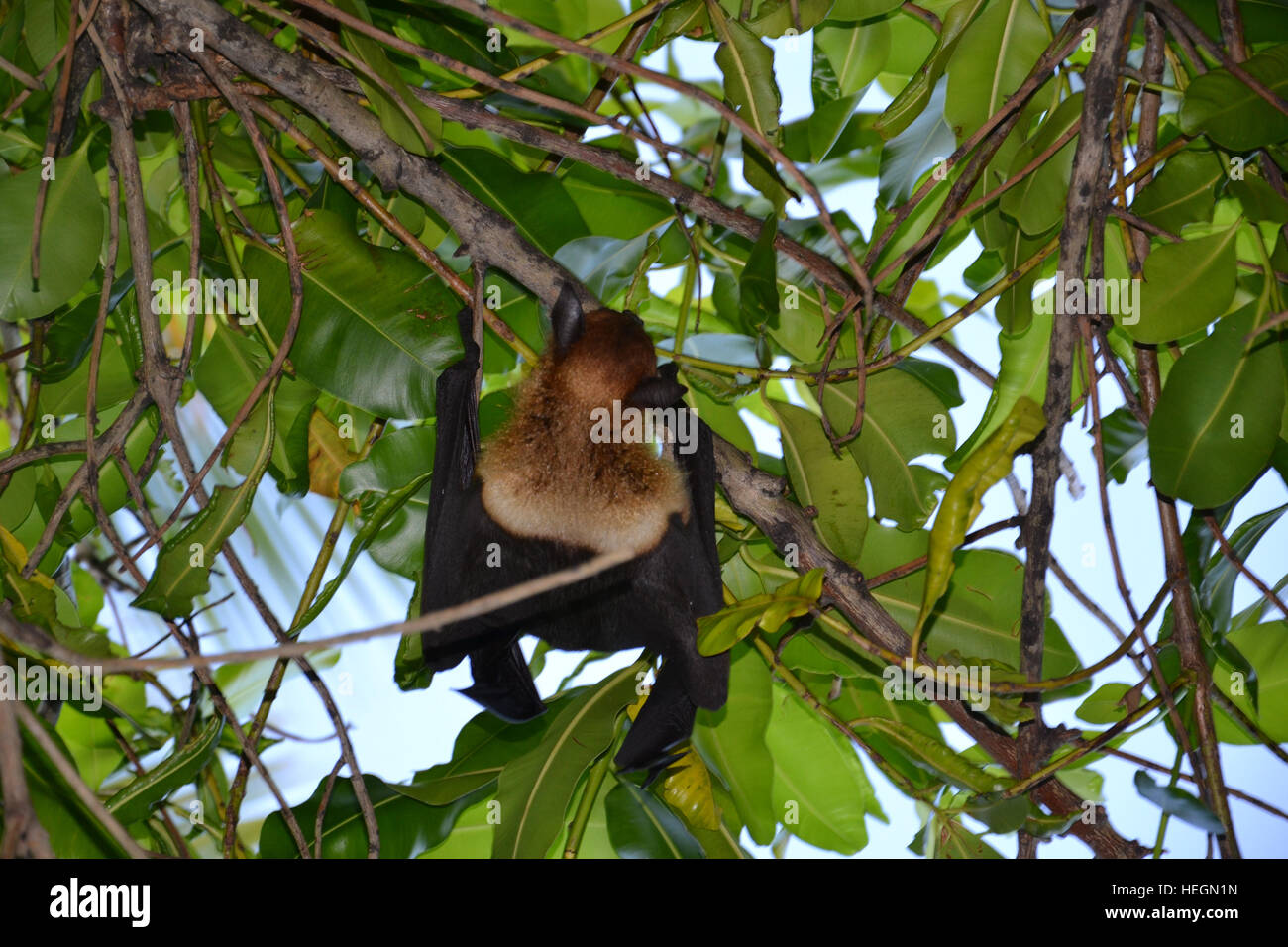 Flying fox in flight hi-res stock photography and images - Alamy
