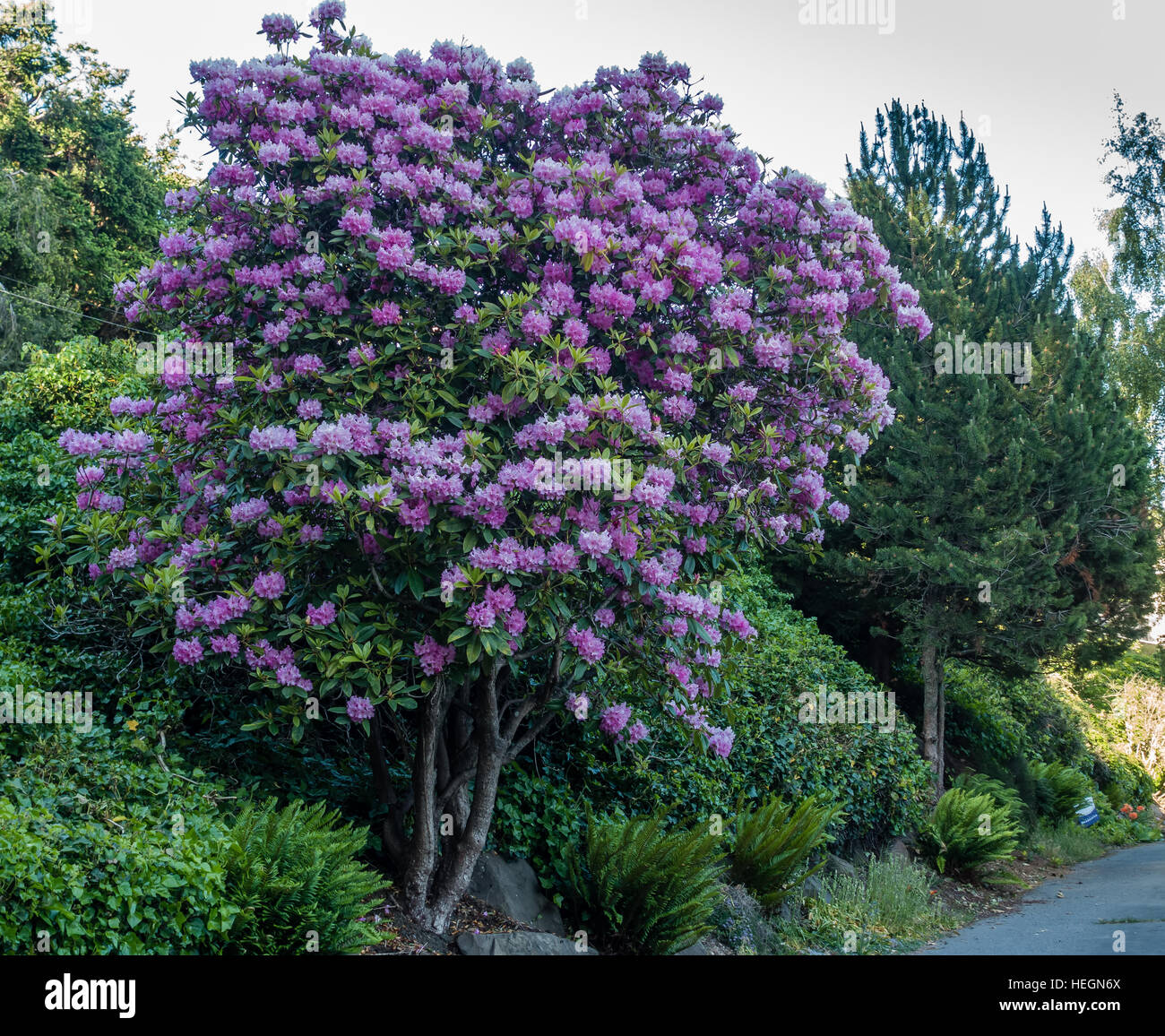 The state flower of Washington grows big in Burien, Washington Stock ...