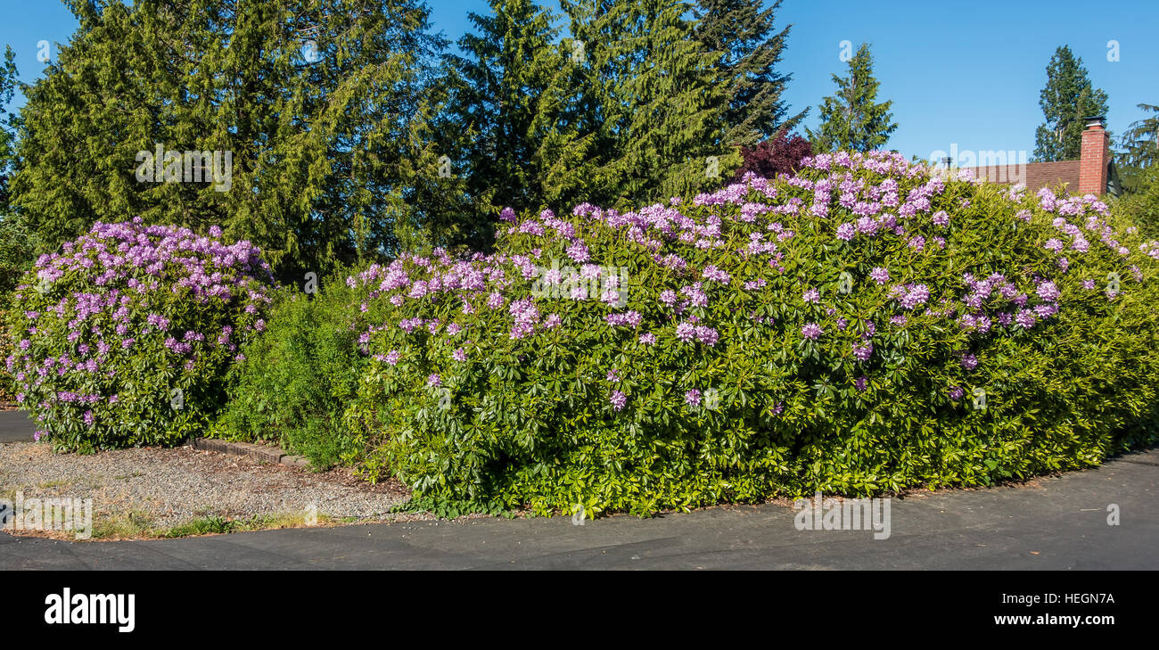 The state flower of Washington grows big in Burien, Washington Stock ...