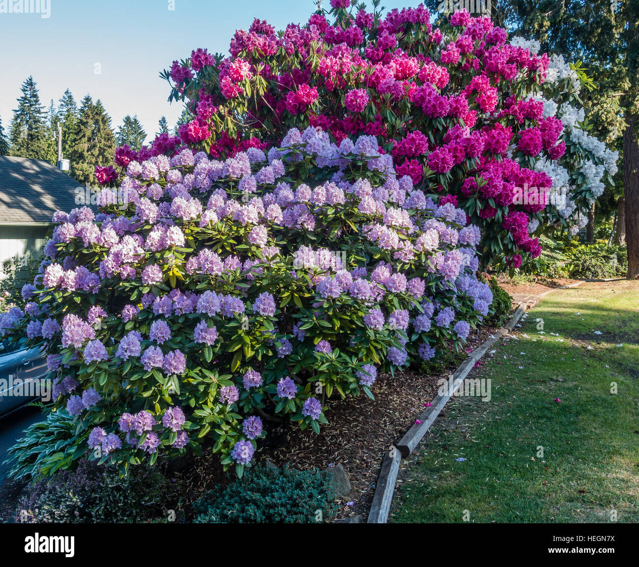 The state flower of Washington grows big in Burien, Washington Stock ...