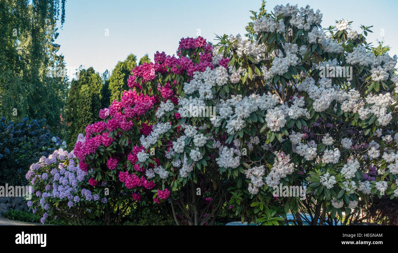 State flower of washington hi-res stock photography and images - Alamy