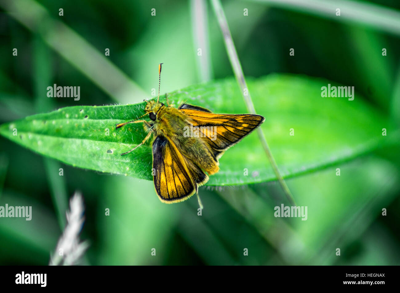 Macro moth hi-res stock photography and images - Alamy