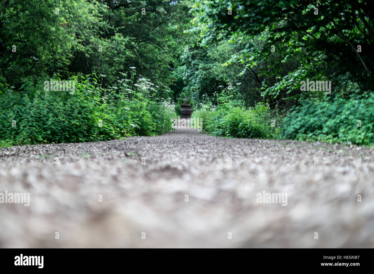 Bark path in the woods, trees either side Stock Photo - Alamy