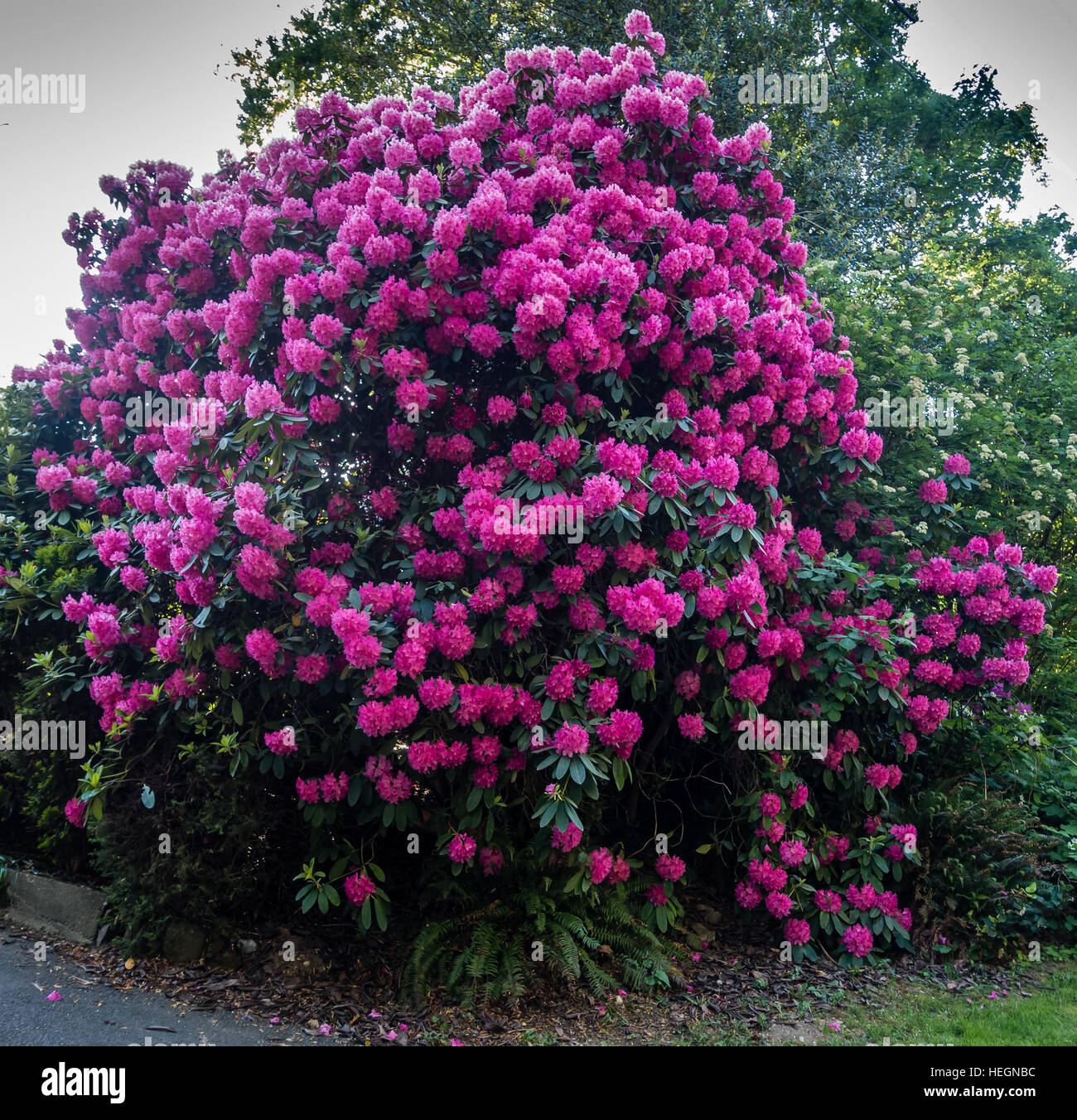 The state flower of Washington grows big in Burien, Washington Stock ...