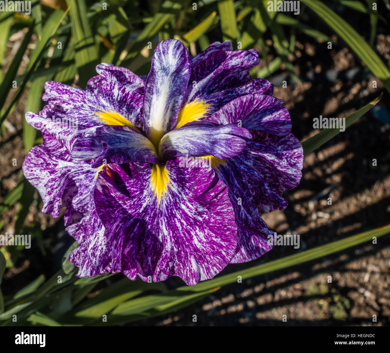 Intense color of nature hi-res stock photography and images - Alamy