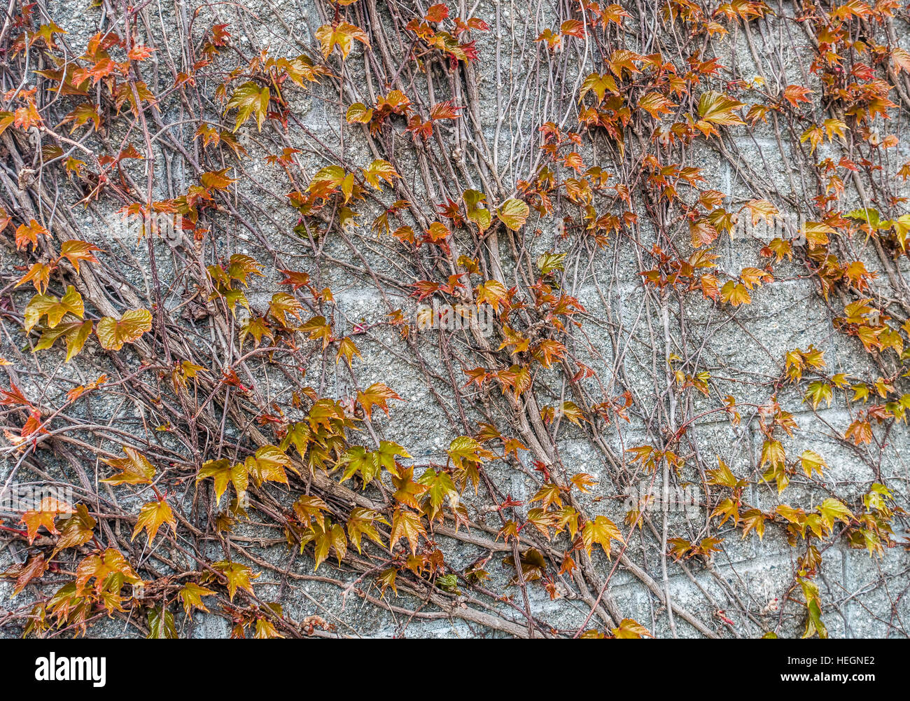Ivy on a wall begins to grow back in Spring Stock Photo - Alamy