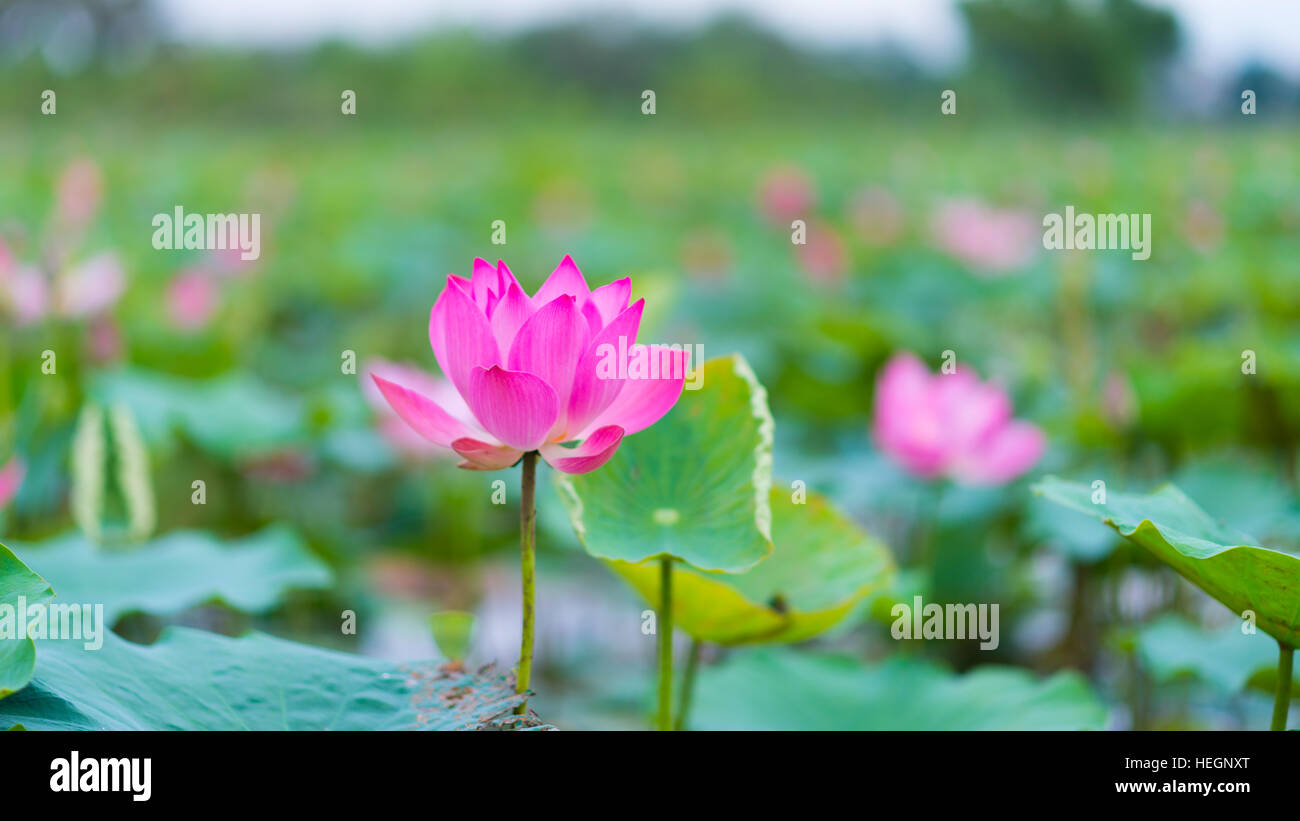 Beautiful pink lotus pond hi-res stock photography and images - Alamy