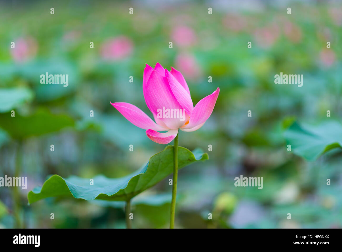 Beautiful pink lotus flowers hi-res stock photography and images - Alamy