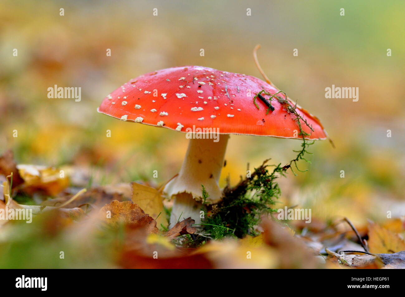 Spotted mushroom hi-res stock photography and images - Alamy