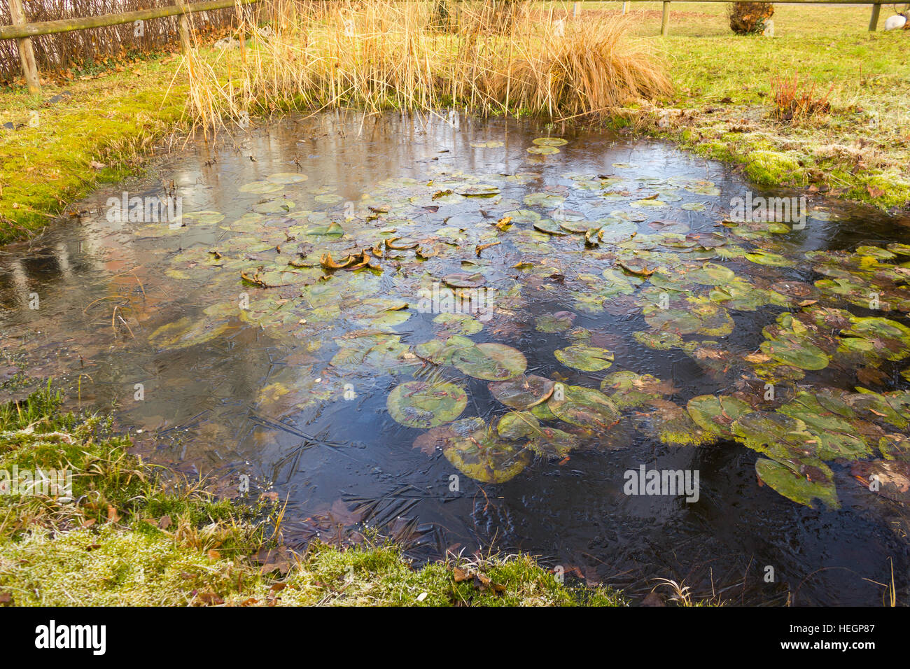 Garden pond winter hi-res stock photography and images - Alamy