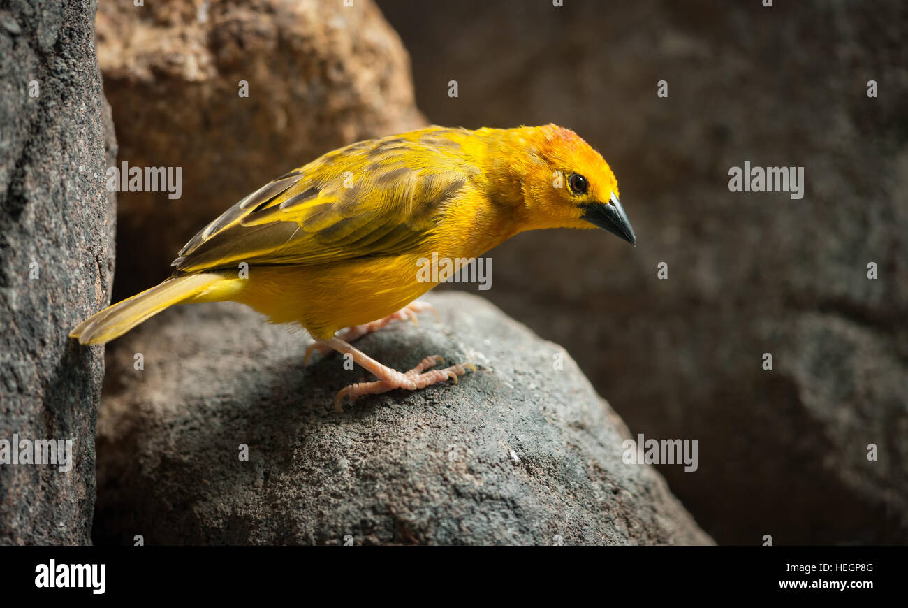 Taveta Golden Weaver (tisserin de taveta Stock Photo - Alamy