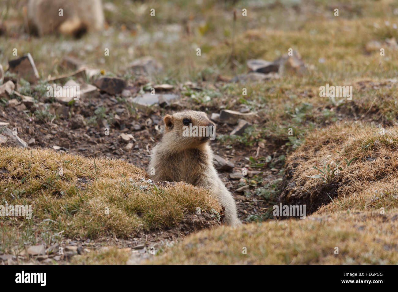 Baby marmot hi-res stock photography and images - Alamy